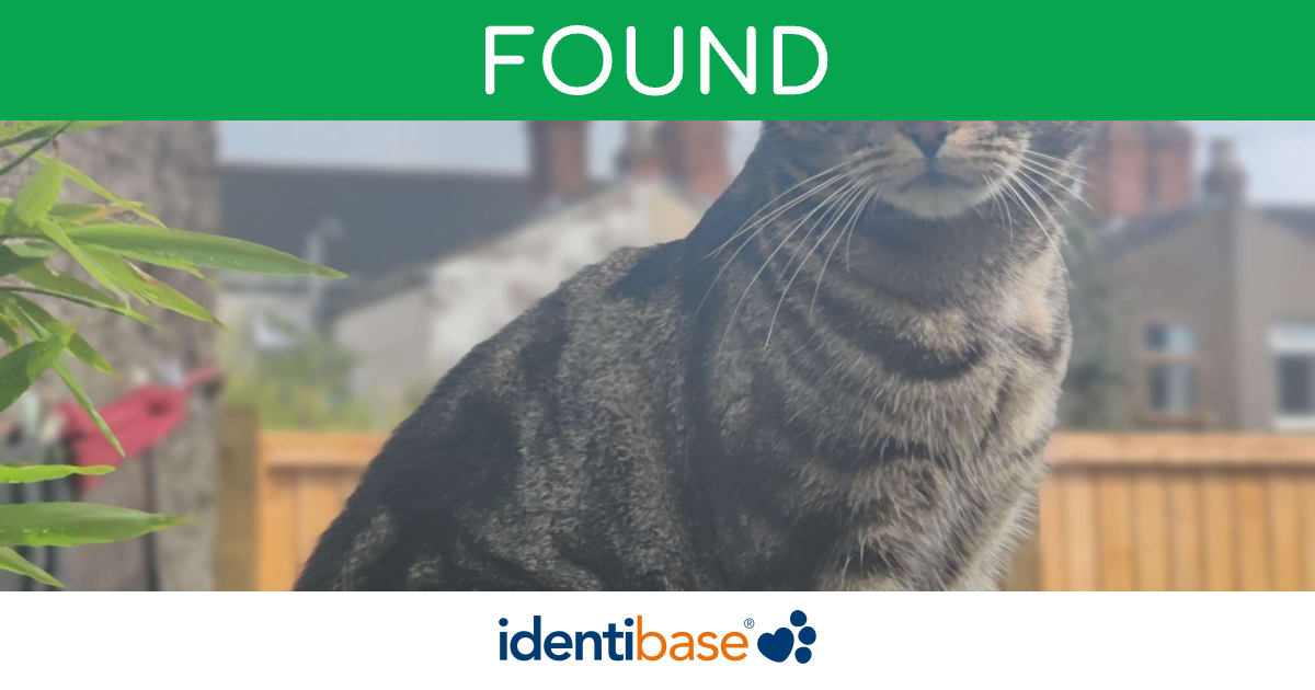 Cat missing in Grimsby | identibase.co.uk