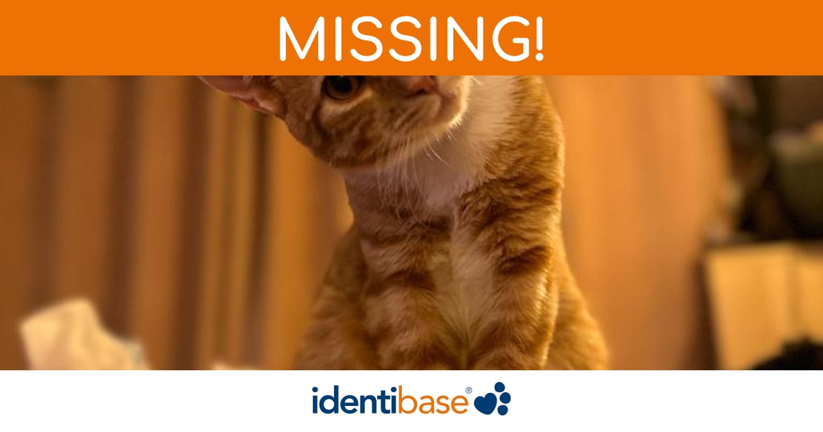 Cat missing in Oldbury | identibase.co.uk