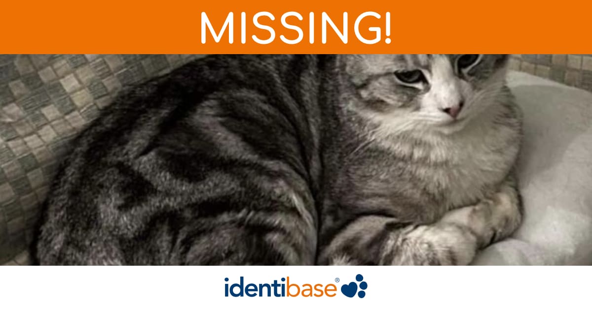 Cat missing in Christchurch | identibase.co.uk