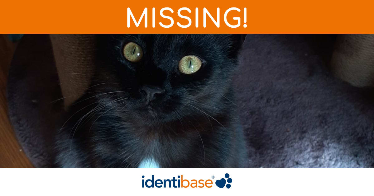 Cat missing in Kettering | identibase.co.uk