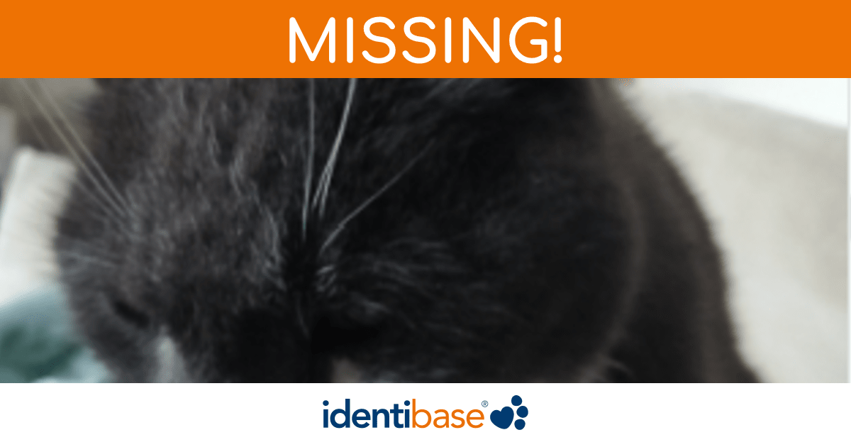 Cat missing in Margate | identibase.co.uk