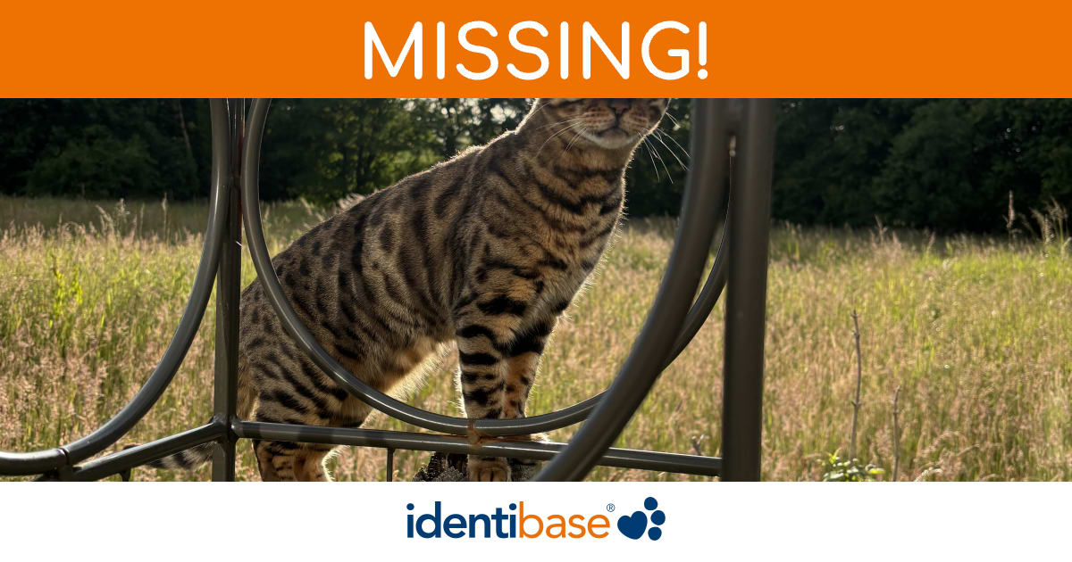 Cat missing in Warrington | identibase.co.uk