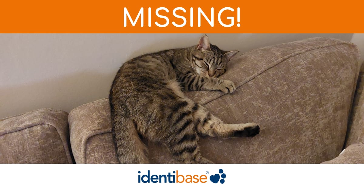 Cat missing in Bristol | identibase.co.uk