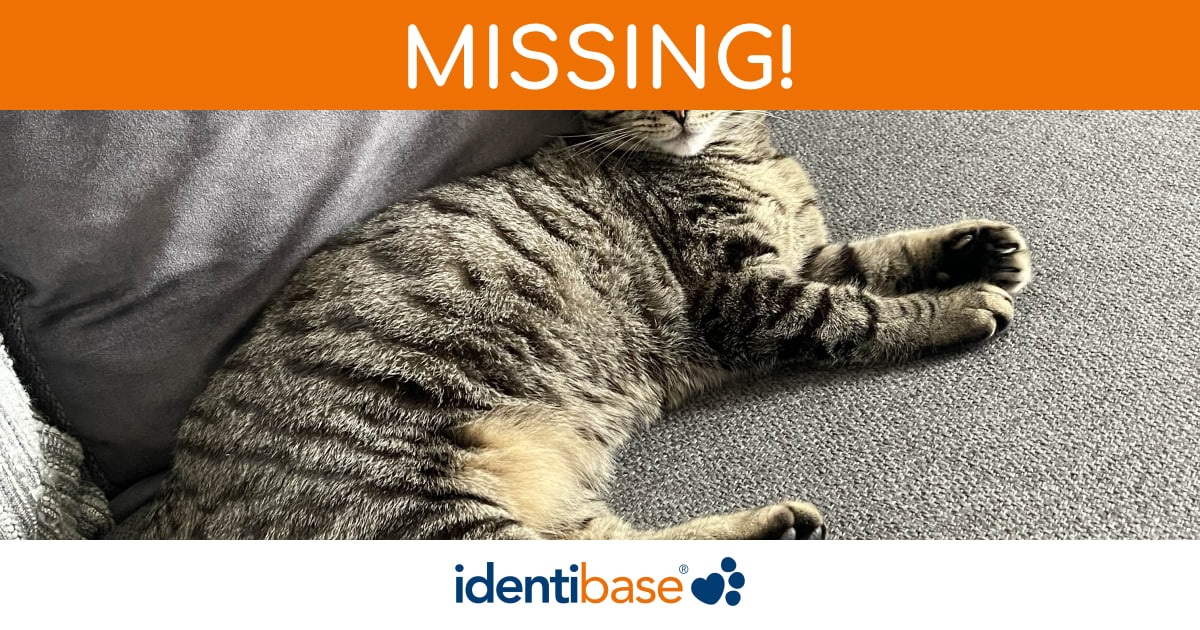 Cat missing in Cambridge | identibase.co.uk