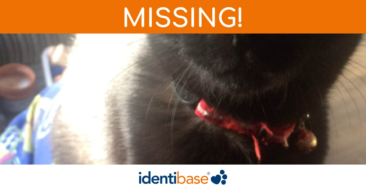 Cat missing in Halifax | identibase.co.uk