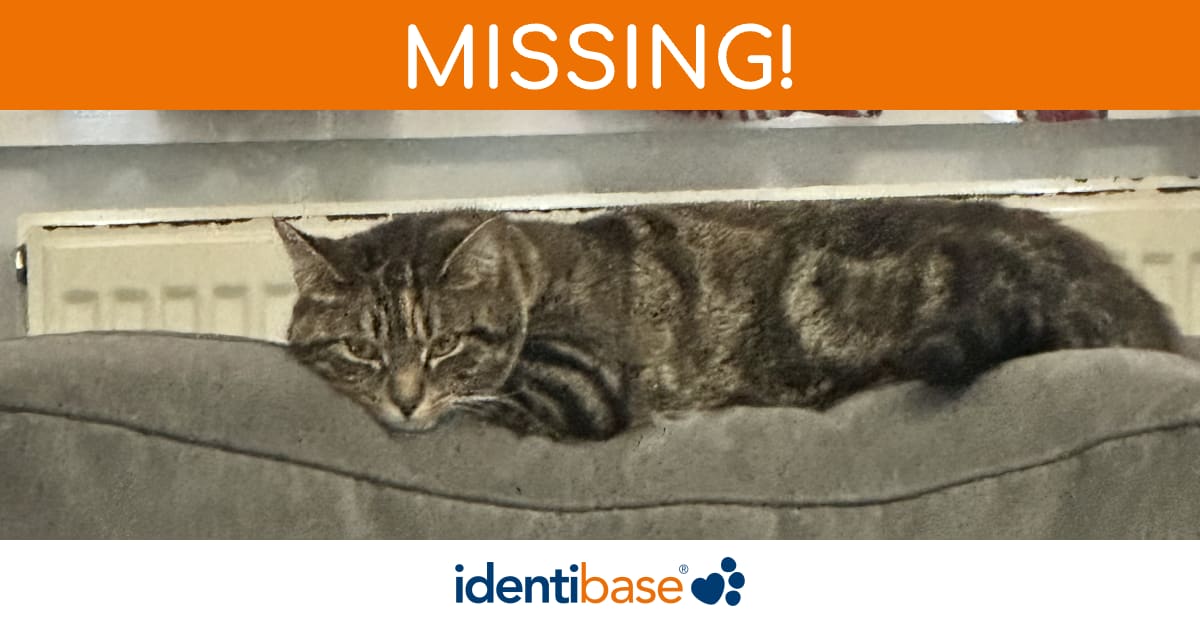 Cat missing in London | identibase.co.uk