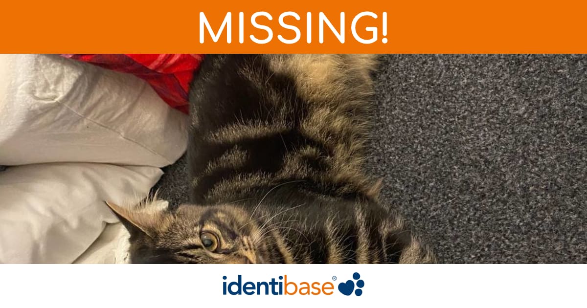 Cat missing in Lancaster | identibase.co.uk