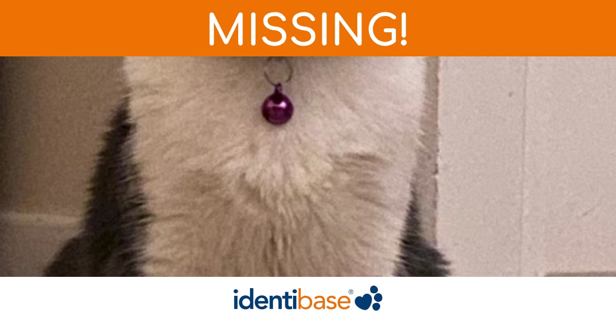 Cat missing in Chippenham | identibase.co.uk