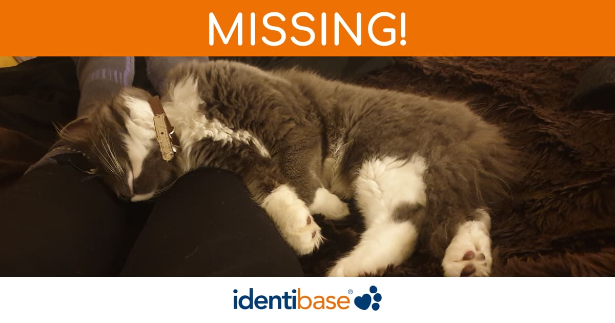 Cat missing in Sheffield | identibase.co.uk