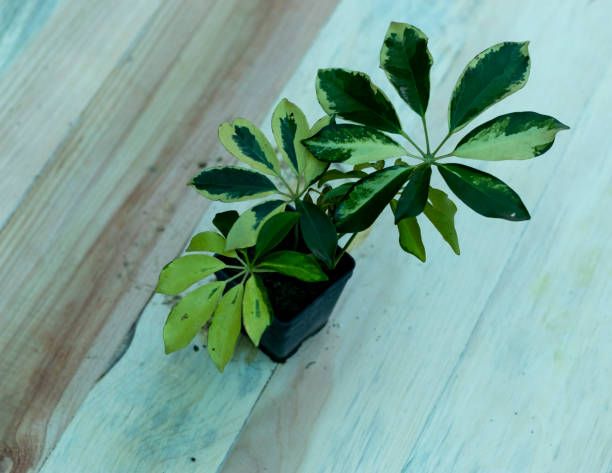 How to Grow and Care for Schefflera