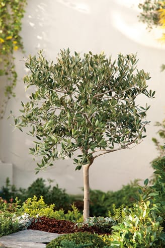 Olivier - Olea - Jardiland