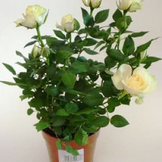 Rosier miniature, mini-rosier - Rosa - Jardiland