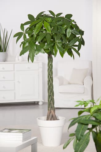 Pachira aquatica - Jardiland