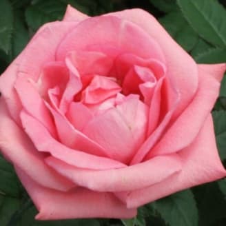 Rosier miniature, mini-rosier - Rosa - Jardiland