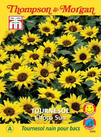 Graines de fleurs - Jardiland