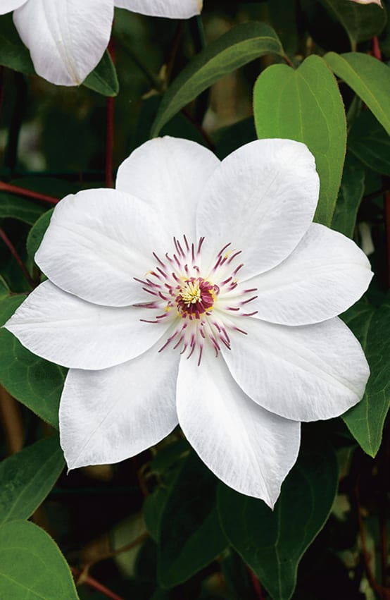 Clématite 'Miss Bateman' - Jardiland