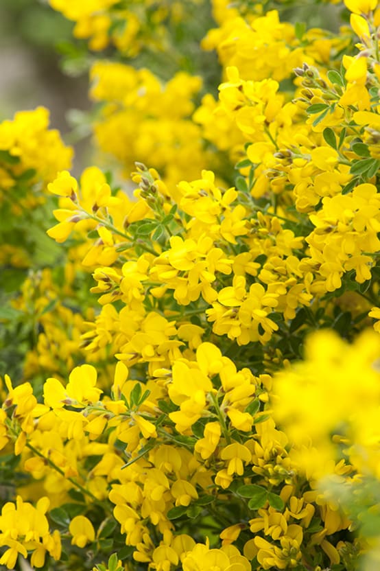 Genêt 'Porlock' - Jardiland