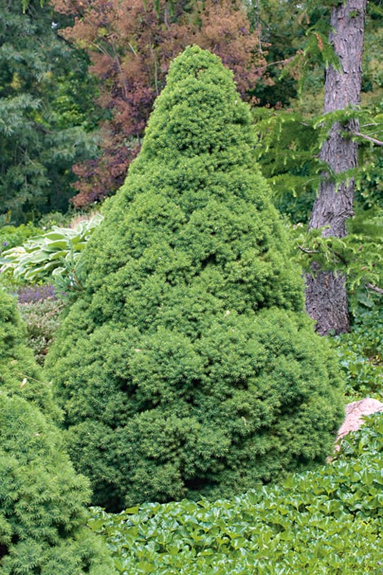 Épicéa Glauca 'Conica' - Jardiland