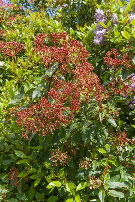 Laurier-Tin - Jardiland