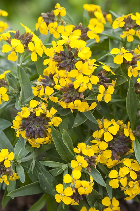 Giroflée, Vélar - Jardiland