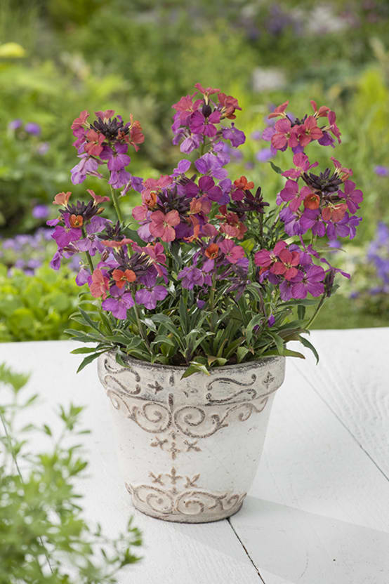 Giroflée, Vélar 'constant cheer' - Jardiland