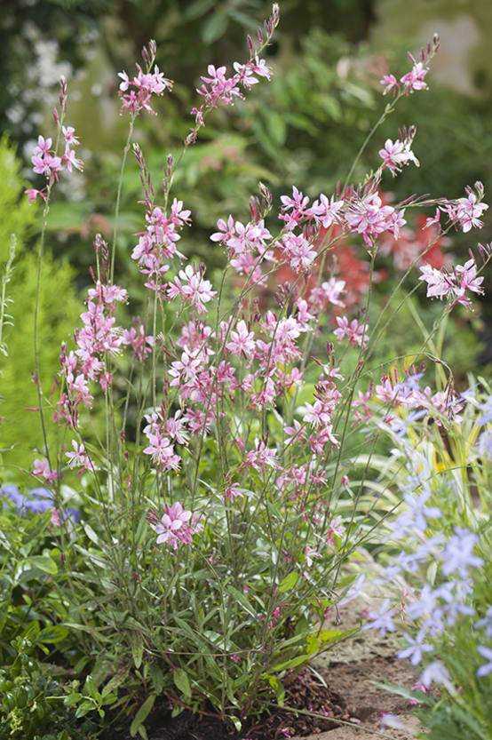Gaura de Lindheimer - Jardiland