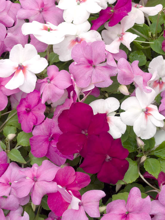 Impatience, balsamine - Jardiland