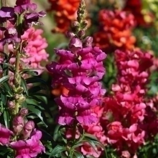 Muflier, gueule de loup - Jardiland