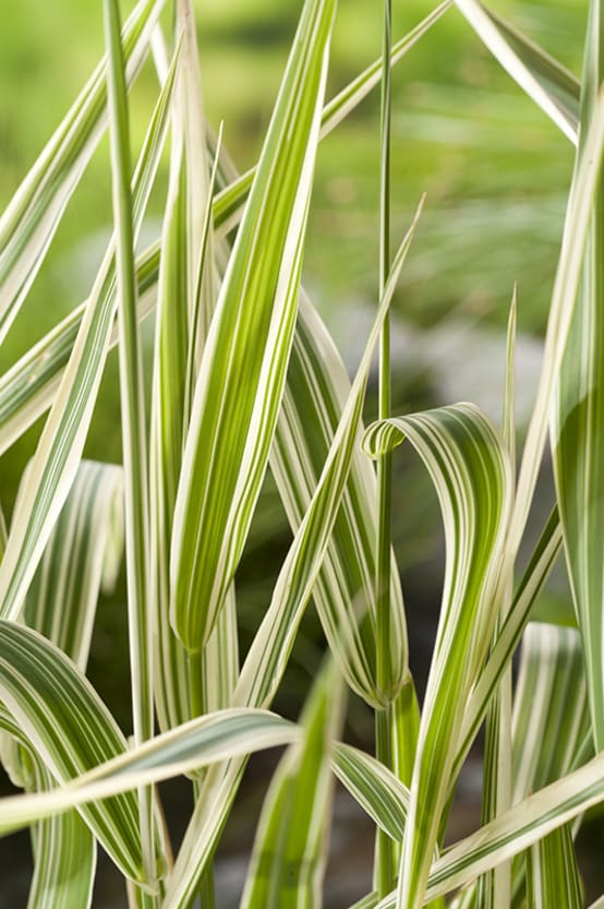 Ruban De Bergère Jardiland