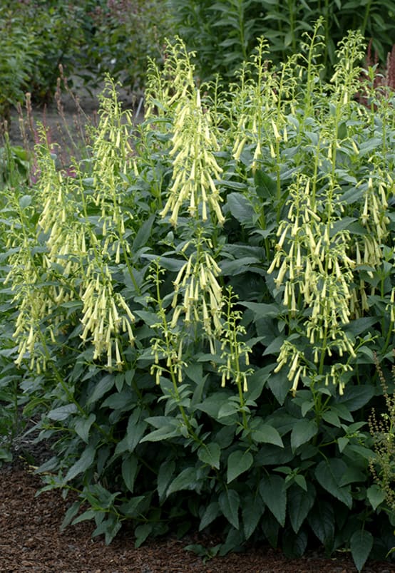 Fuschia Du Cap 'Moonraker' - Jardiland