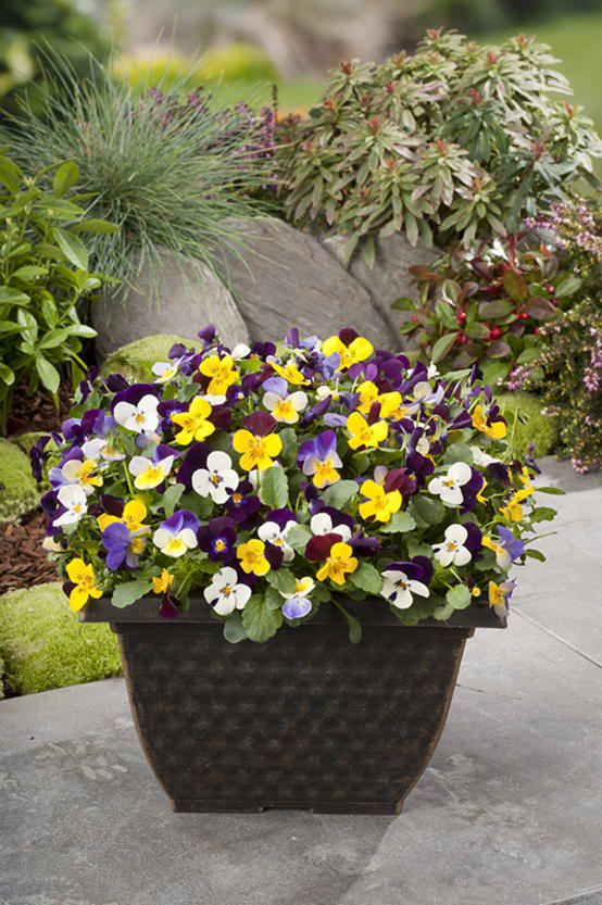 Violette cornue, Pensée à cornes - Jardiland