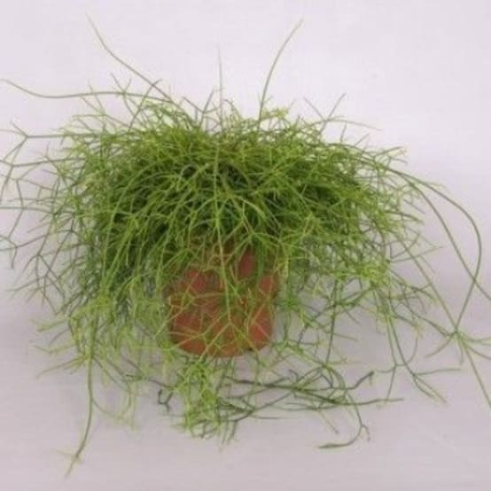 Cactus-gui - Jardiland