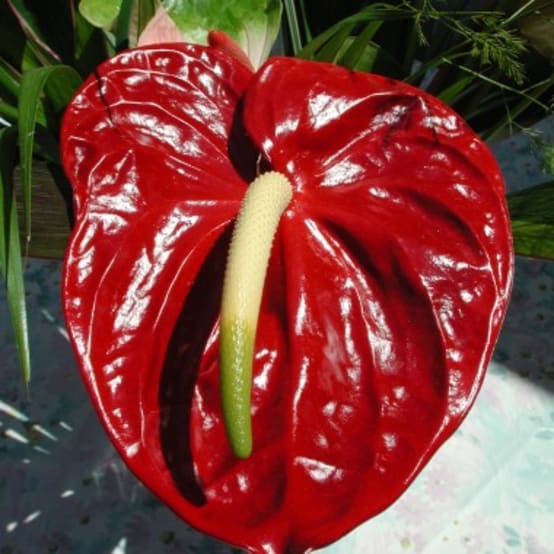 Anthurium - Jardiland