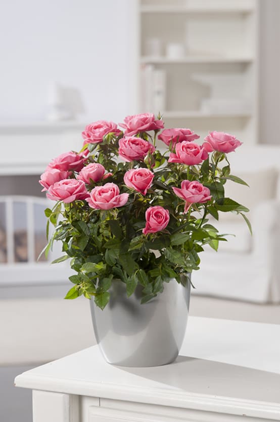 Rosier miniature - Jardiland