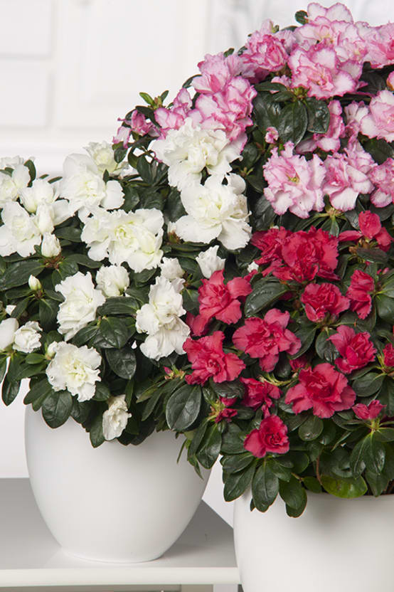 Azalée d'intérieur, azalée d'Inde - Jardiland