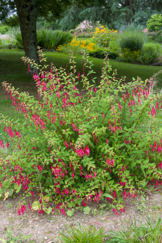 Fuschia de Magellan 'Riccartonii' - Jardiland