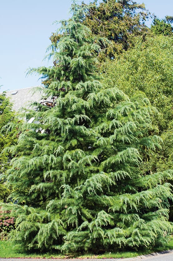 Cèdre De L'Himalaya - Jardiland