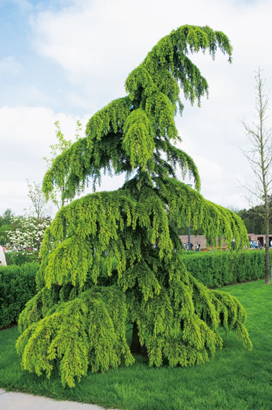 Cèdre Doré de L'Himalaya 'Aurea' - Jardiland