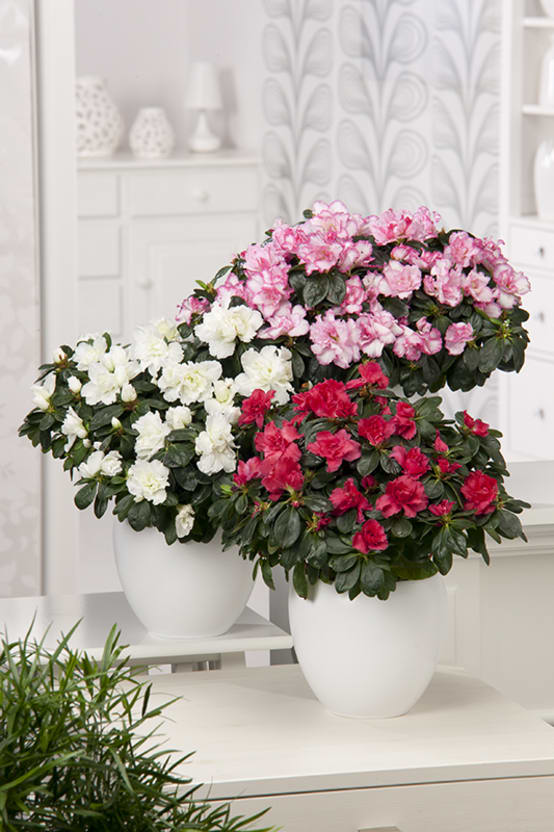 Azalée d'intérieur, azalée d'Inde - Jardiland