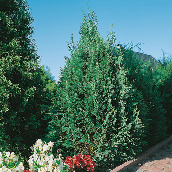Cyprès de Lawson 'Ellwood's Pillar' - Jardiland
