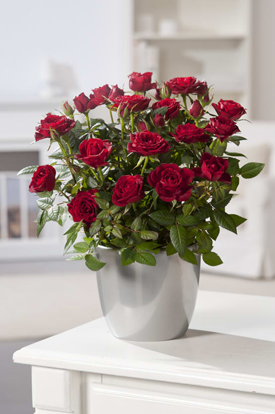 Rosier miniature - Jardiland