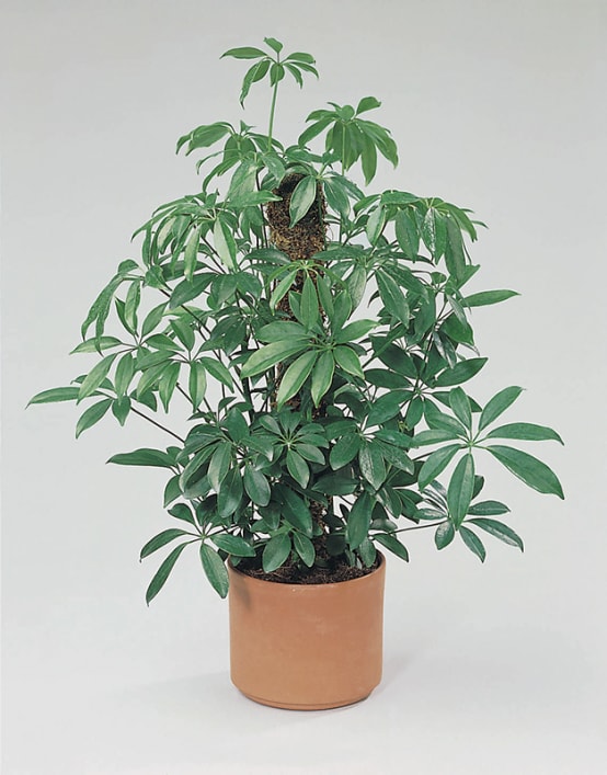 Schefflera 'Compacta' - Jardiland