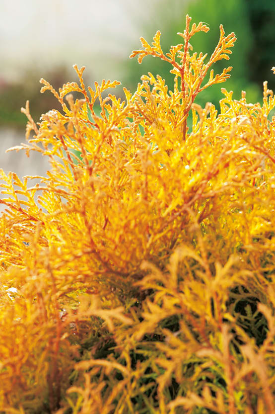 Thuya d'Occident 'Rheingold' - Jardiland