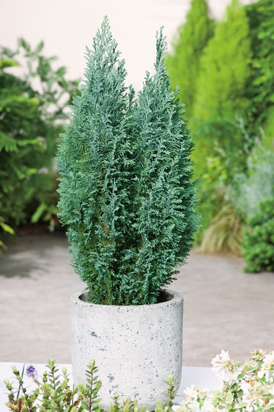 Cyprès de Lawson 'Elwoodii' - Jardiland