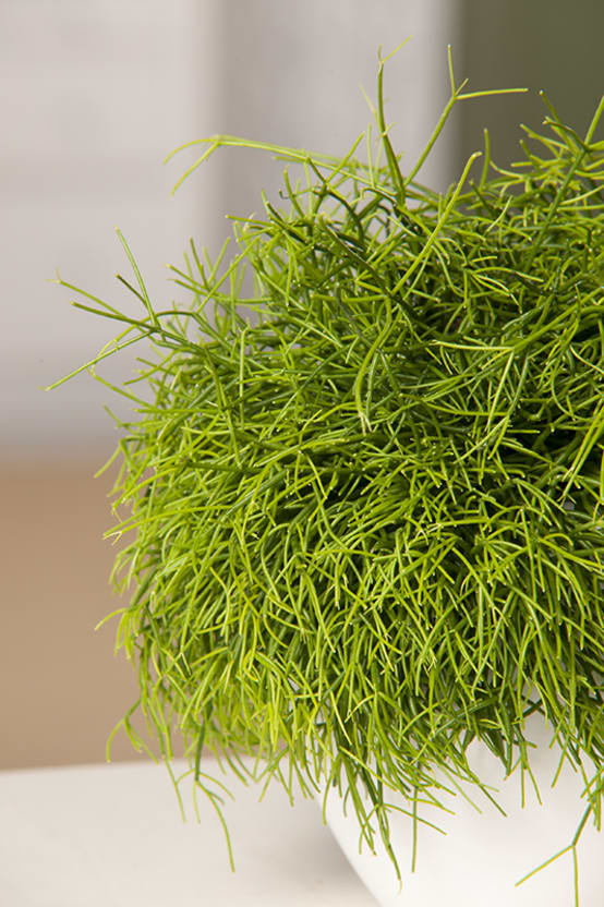 Cactus-gui - Jardiland