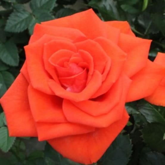 Rosier miniature 'Kordana' - Jardiland