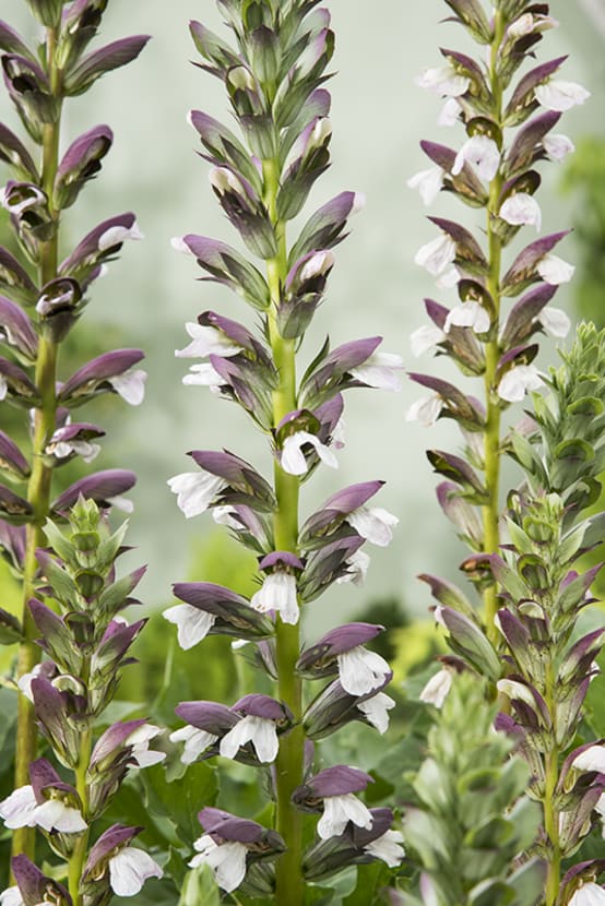 Acanthe mollis - Jardiland