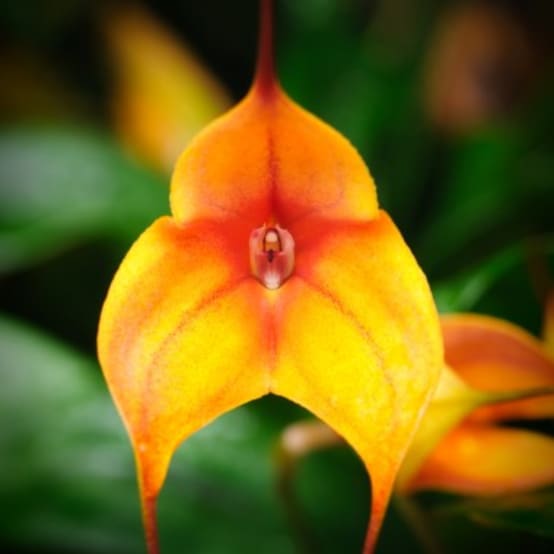 Orchidée Masdevallia - Jardiland