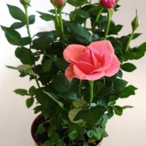 Rosier miniature 'Kordana' - Jardiland