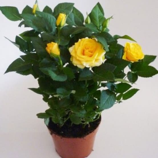 Rosier miniature 'Kordana' - Jardiland